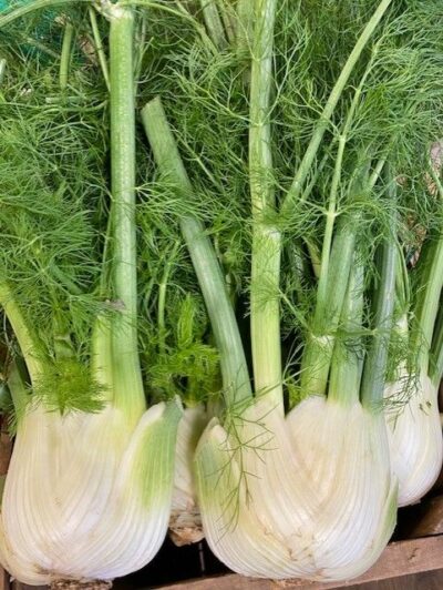 Fennel, each - Terhune Orchards
